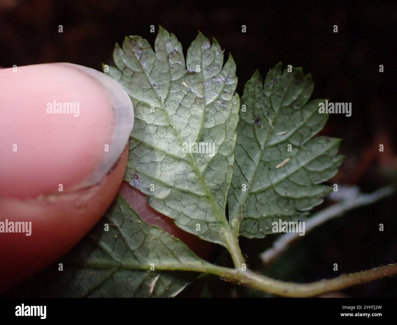 Five-leaf Dwarf Bramble (Rubus pedatus Stock Photo - Alamy