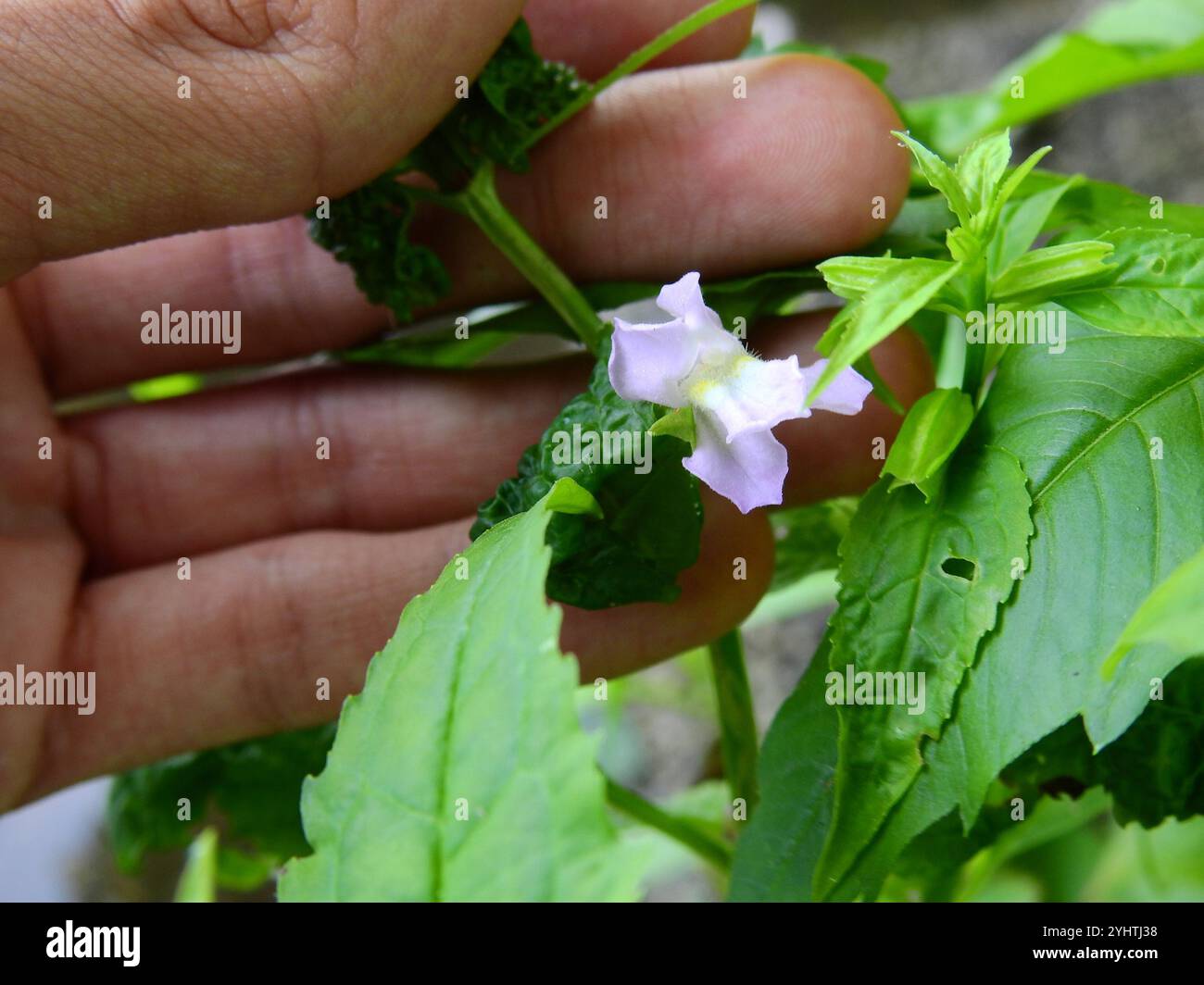 sharpwing monkeyflower (Mimulus alatus Stock Photo - Alamy
