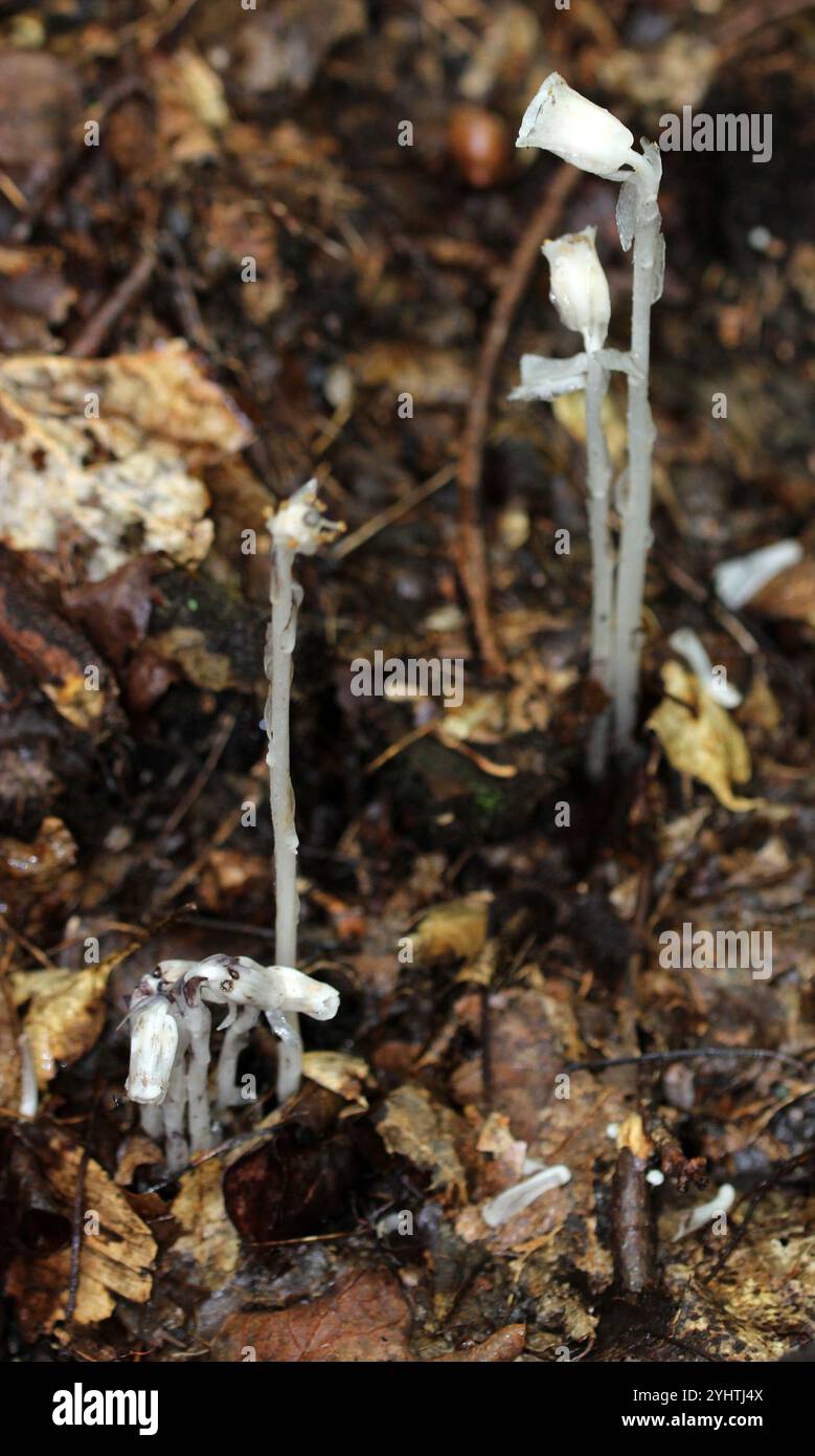Ghost Pipe (Monotropa uniflora Stock Photo - Alamy