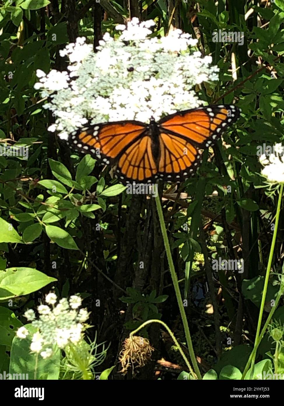 Viceroy (Limenitis archippus Stock Photo - Alamy