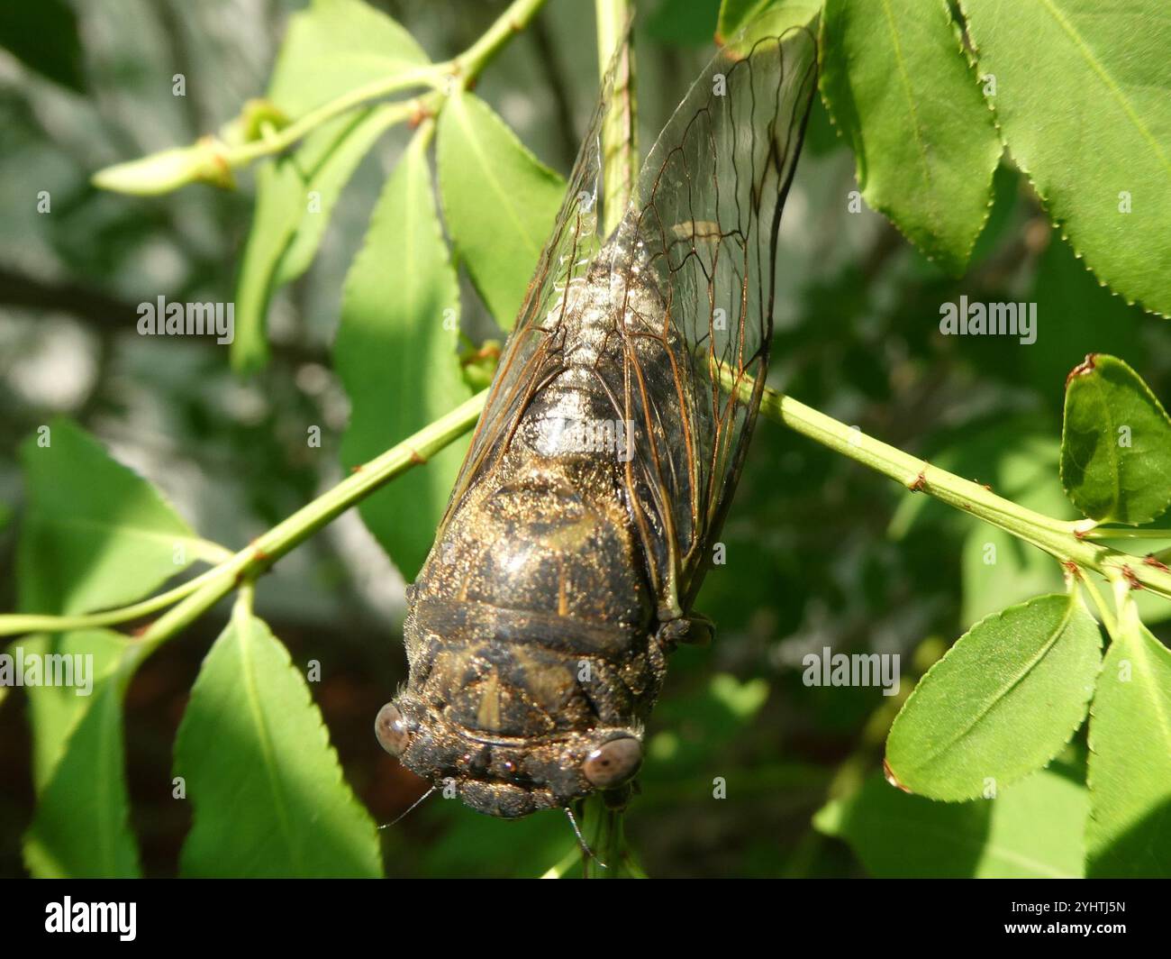 Northern Dog-day Cicada (Neotibicen canicularis Stock Photo - Alamy