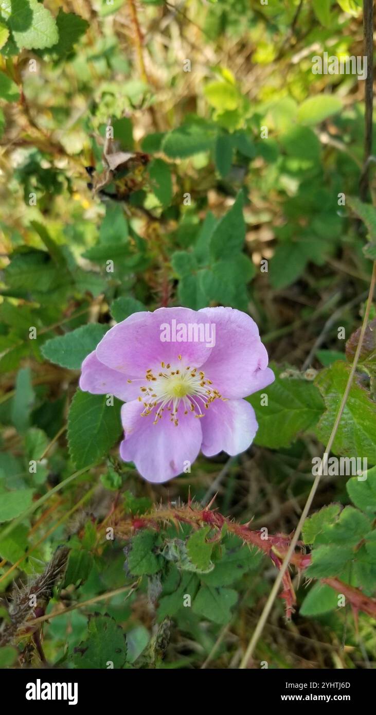 California Wild Rose (Rosa californica Stock Photo - Alamy