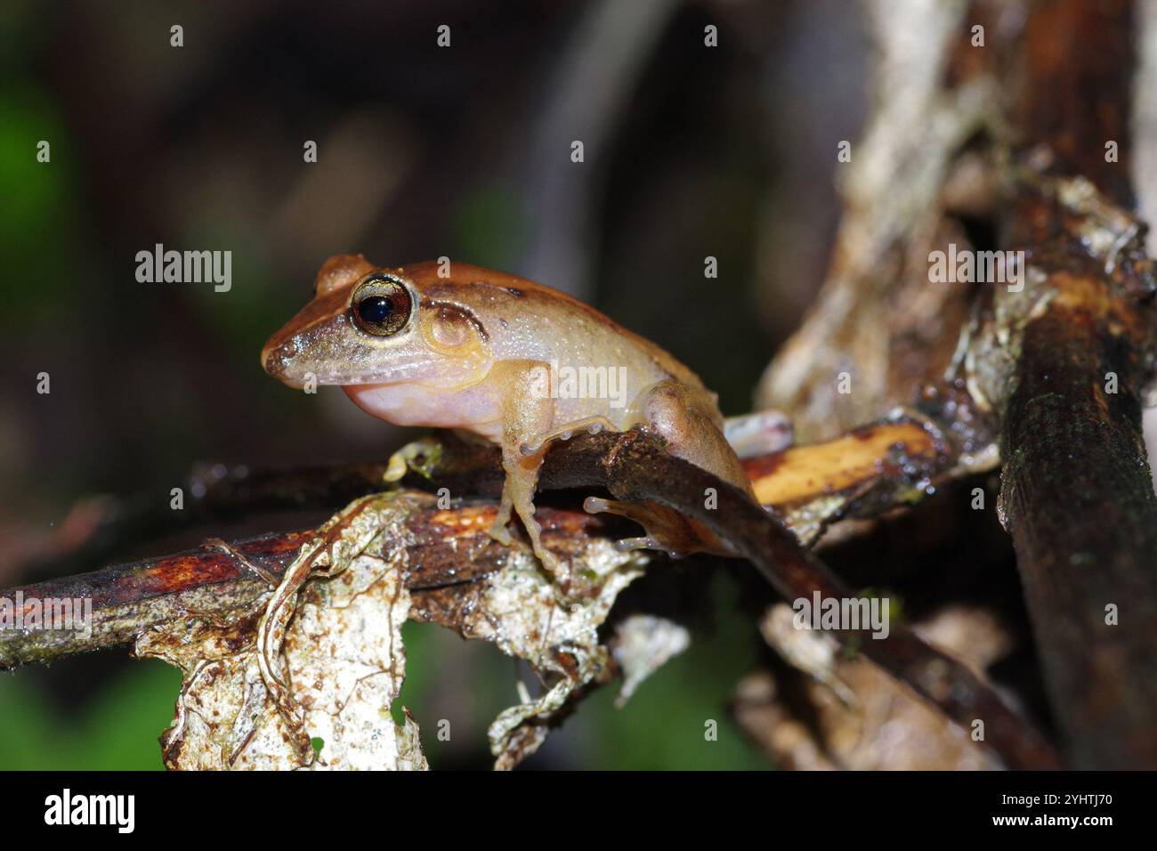 Slim-fingered Rain Frog (Craugastor crassidigitus Stock Photo - Alamy