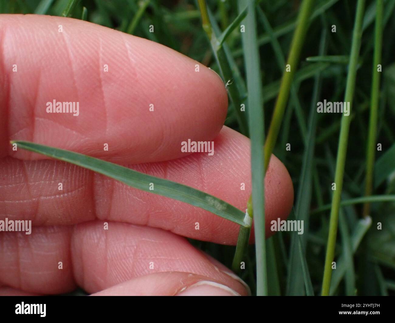 Bulbous Bluegrass (Poa bulbosa Stock Photo - Alamy