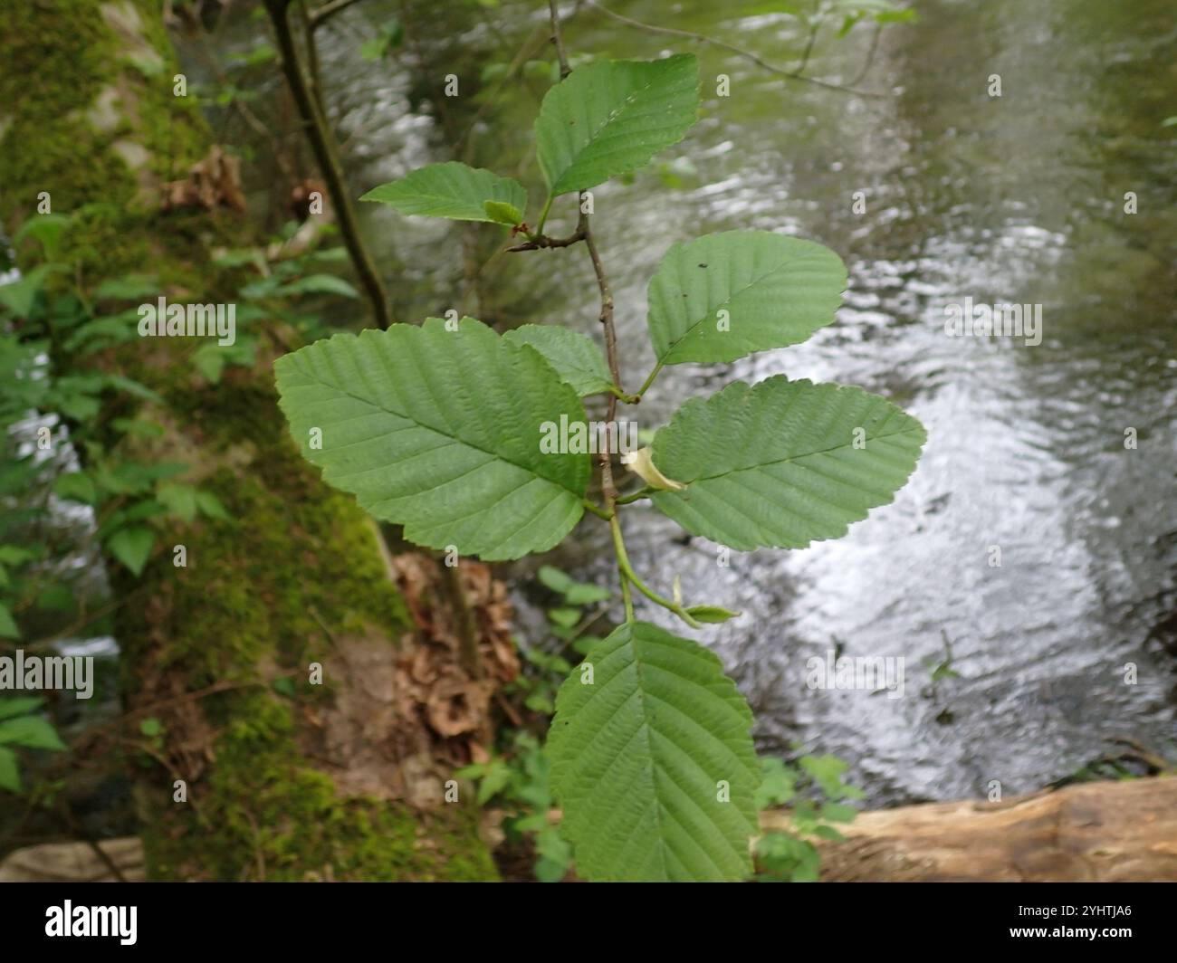 Red Alder (Alnus rubra Stock Photo - Alamy