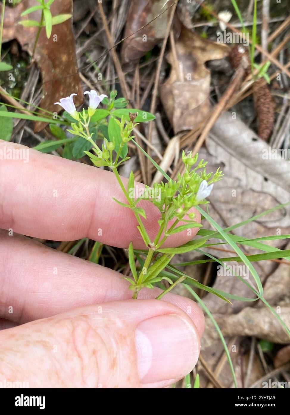 Long leaved houstonia hi-res stock photography and images - Alamy
