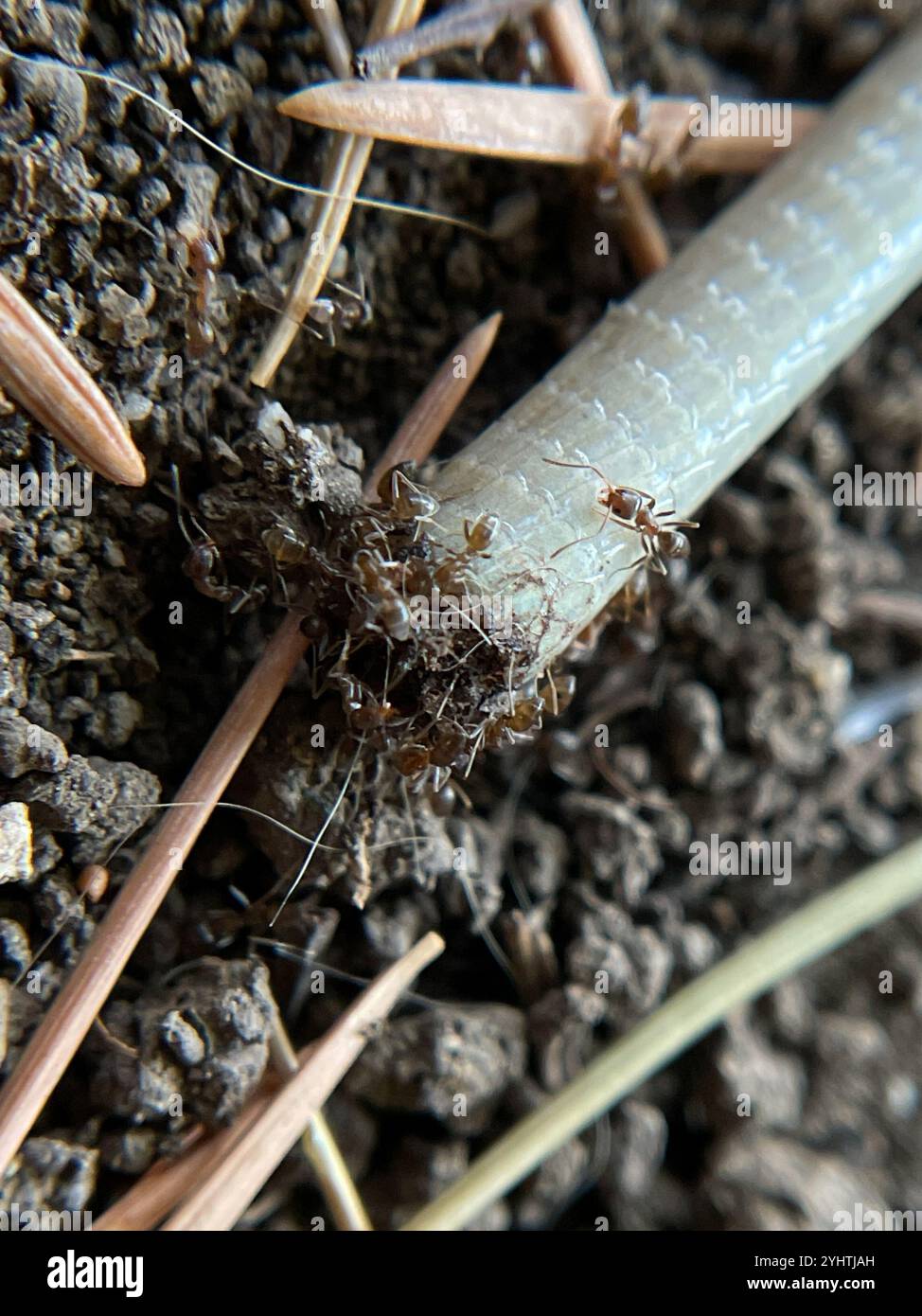 Argentine Ant (Linepithema humile Stock Photo - Alamy