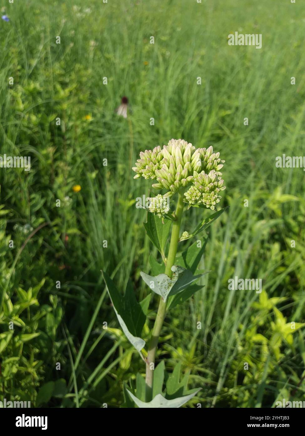pale Indian plantain (Arnoglossum atriplicifolium Stock Photo - Alamy