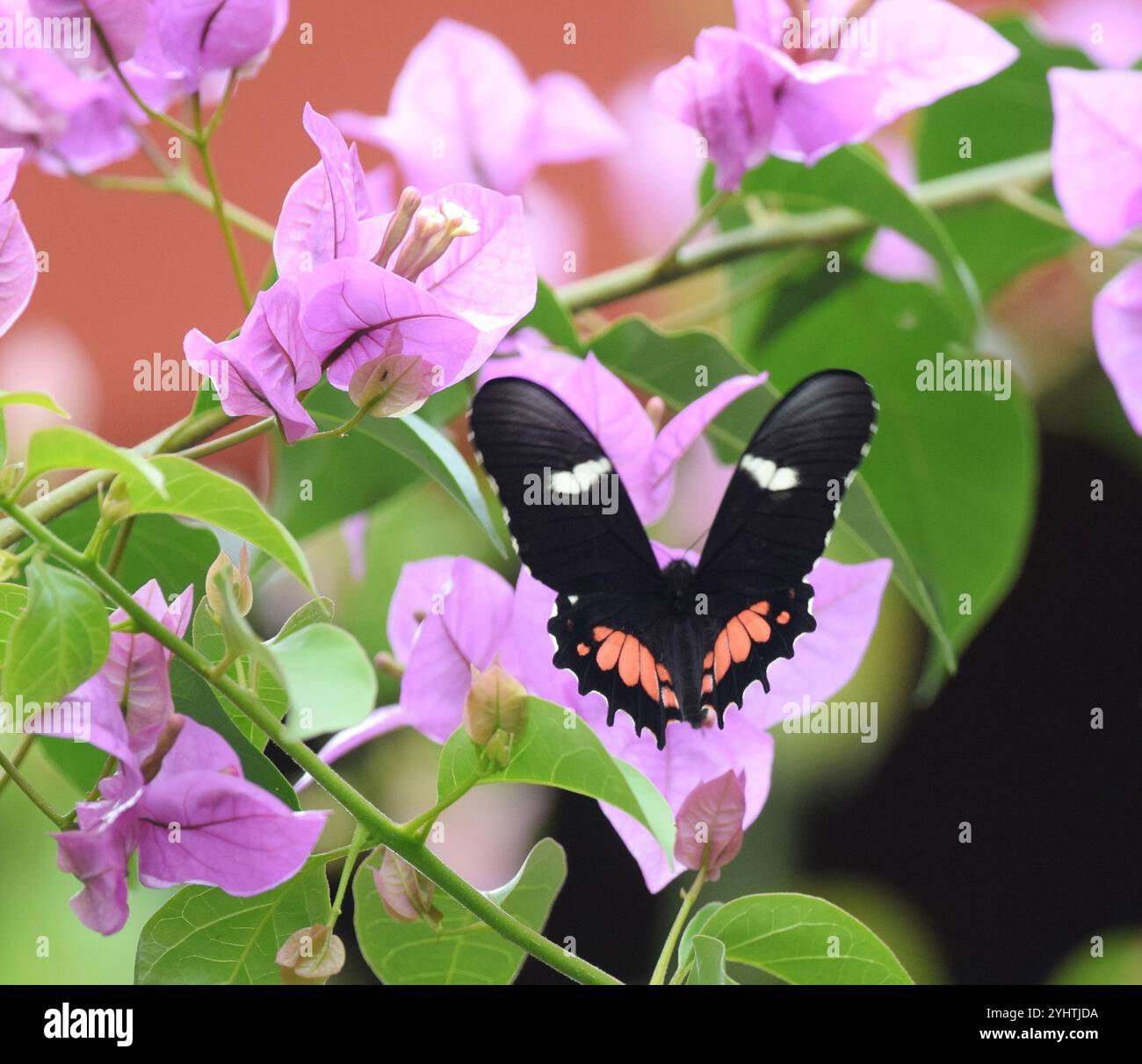 Ruby-spotted Swallowtail (Heraclides anchisiades Stock Photo - Alamy