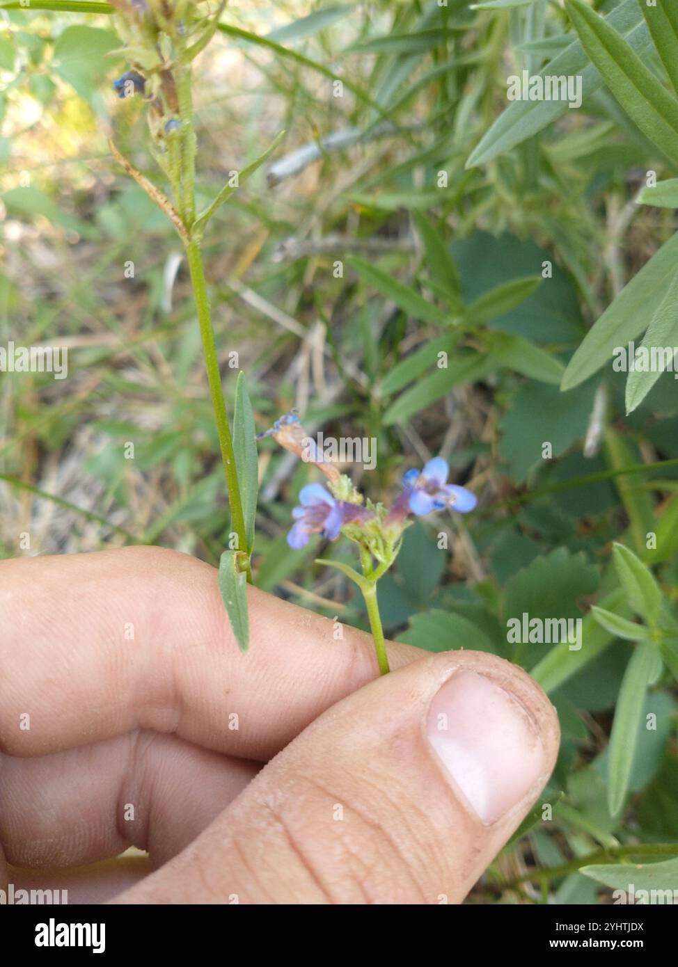 Low Beardtongue (Penstemon humilis Stock Photo - Alamy