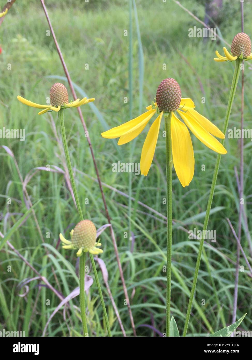 grey-headed coneflower (Ratibida pinnata Stock Photo - Alamy