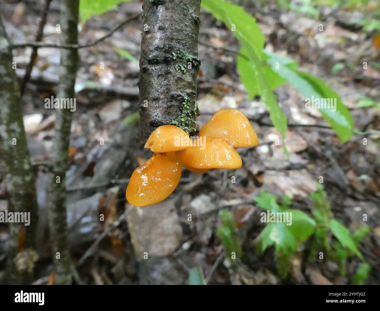 orange mycena (Mycena leaiana Stock Photo - Alamy