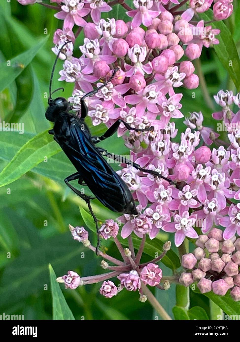 Great Black Digger Wasp (Sphex pensylvanicus Stock Photo - Alamy
