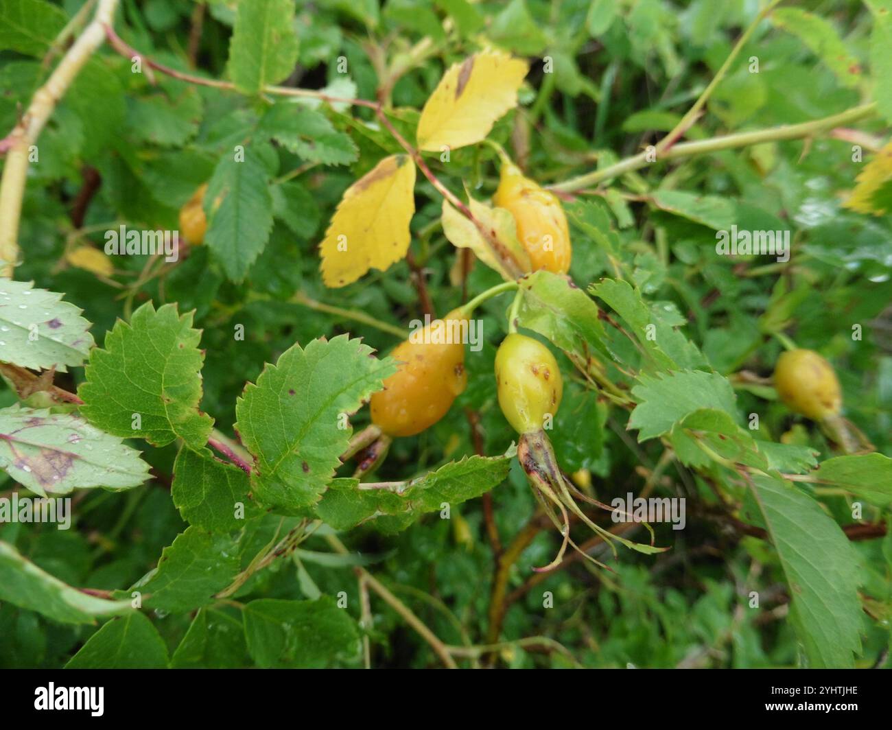 Russian rose (Rosa glabrifolia Stock Photo - Alamy