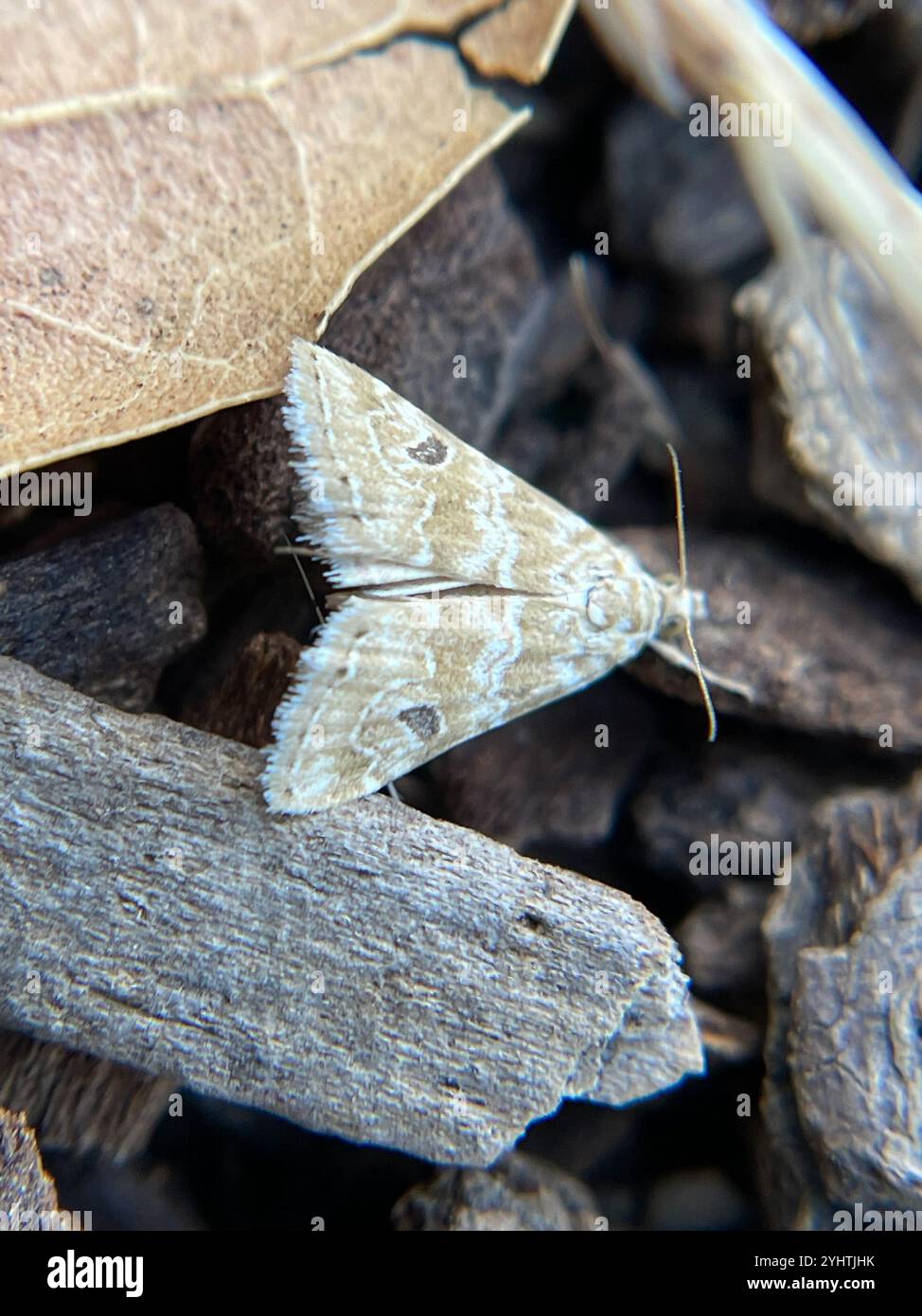 Cabbage Webworm Moth (Hellula rogatalis Stock Photo - Alamy