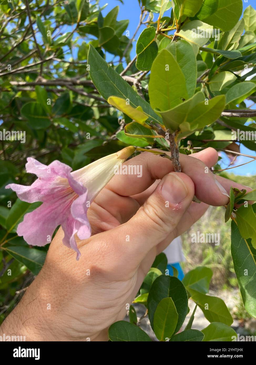 Pink Trumpet-tree (Tabebuia heterophylla Stock Photo - Alamy