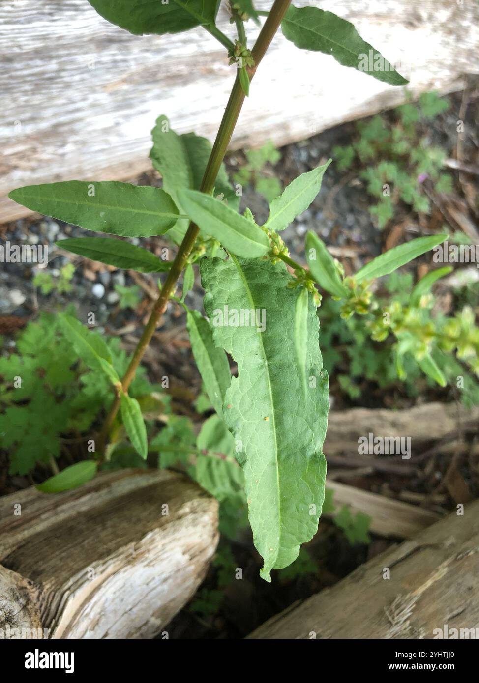 Clustered Dock (Rumex conglomeratus Stock Photo - Alamy