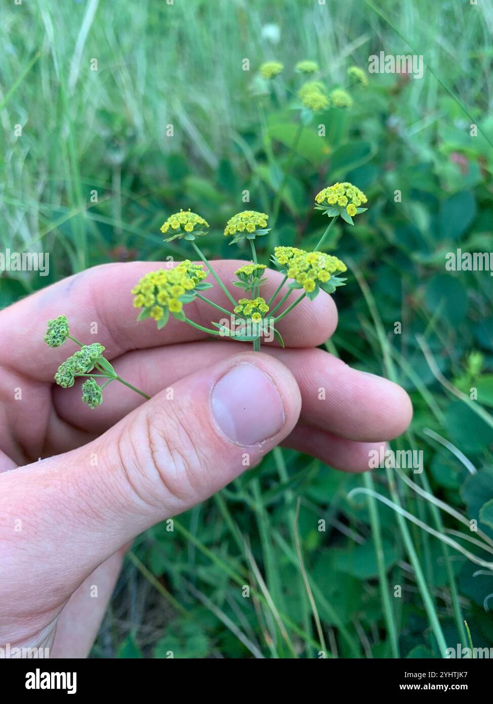 Thorowax hi-res stock photography and images - Alamy