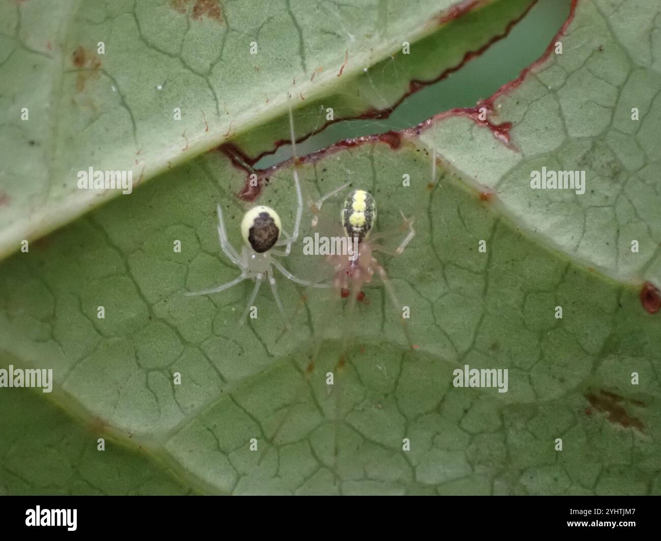 Typical Cobweb Spiders (Theridion Stock Photo - Alamy