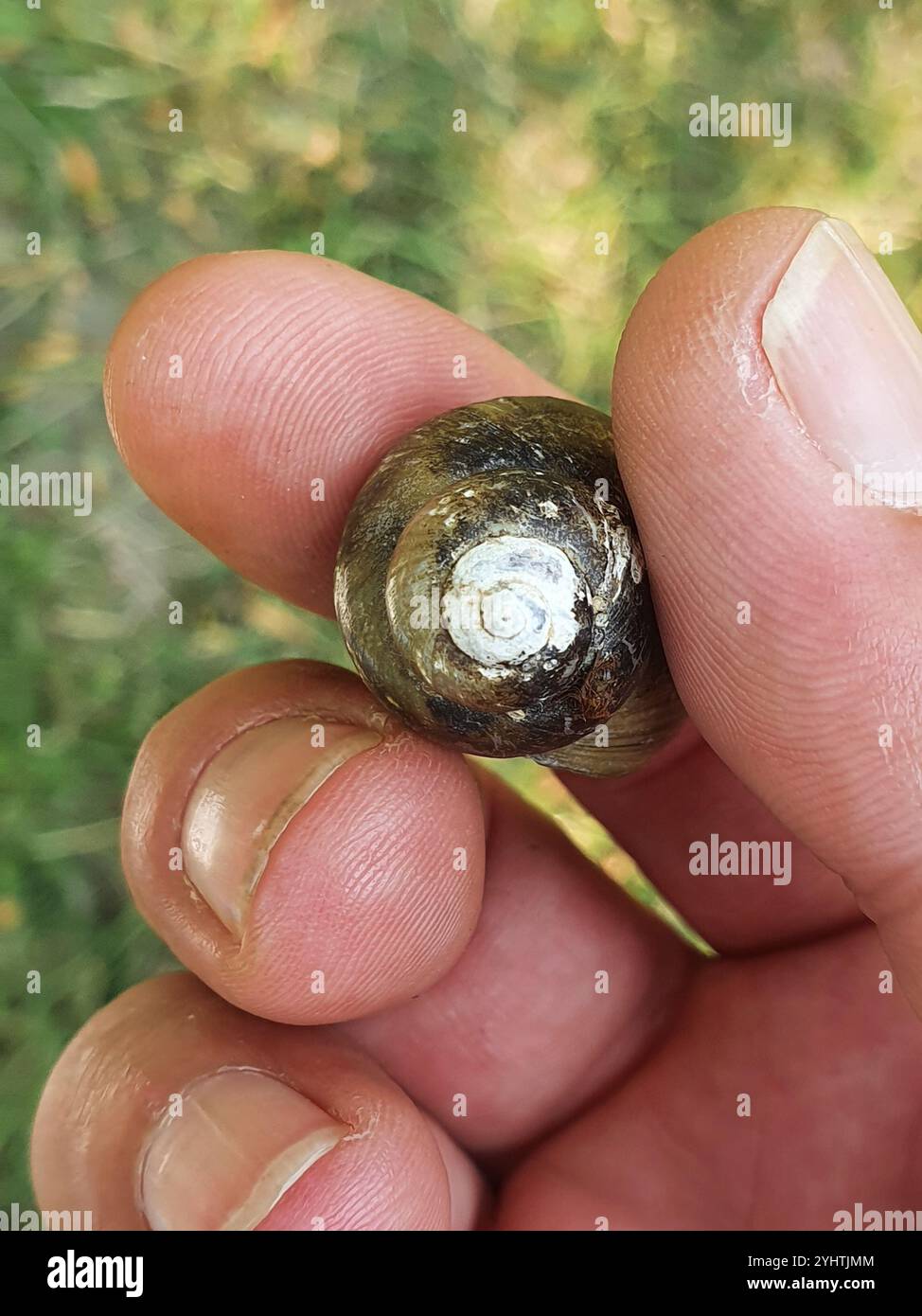 Common River-snail (Viviparus viviparus Stock Photo - Alamy