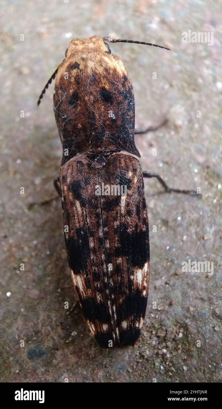 Alveolatus hi-res stock photography and images - Alamy