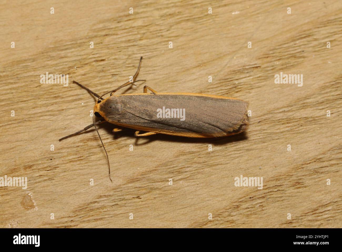 Common Footman (Eilema lurideola Stock Photo - Alamy