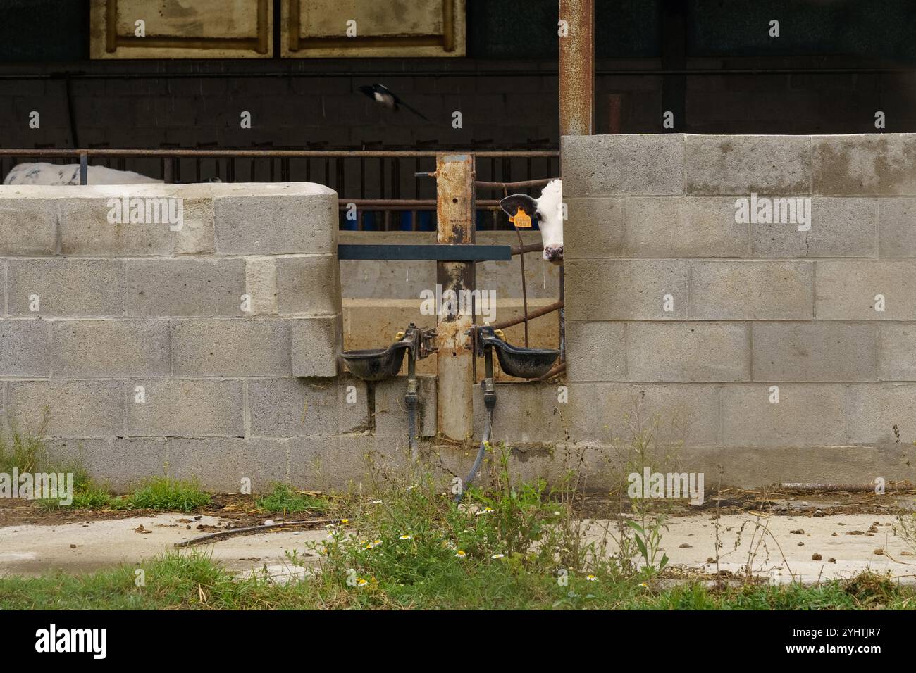 In a tranquil farmyard, a young calf extends its neck over a weathered ...