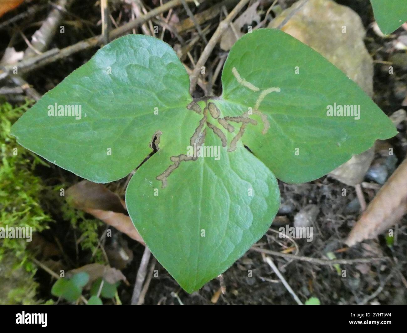 sharp-lobed hepatica (Hepatica acutiloba Stock Photo - Alamy
