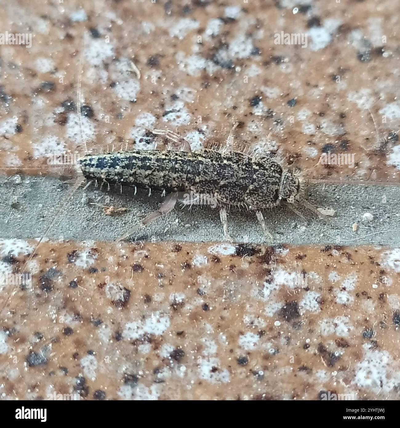 Ctenolepisma lineatum hi-res stock photography and images - Alamy