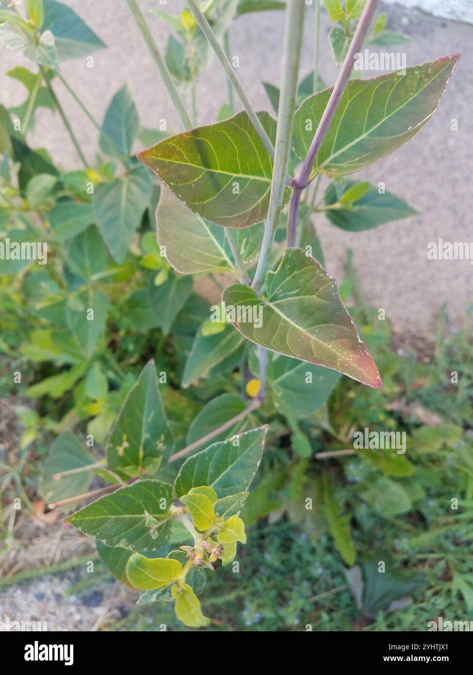 Wild Four o'Clock (Mirabilis nyctaginea Stock Photo - Alamy