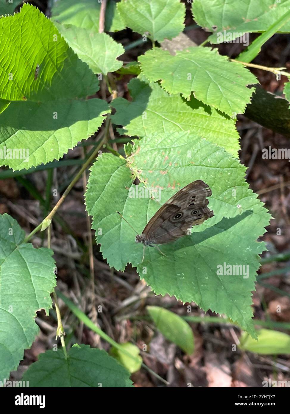 Northern Pearly-eye (Lethe anthedon Stock Photo - Alamy