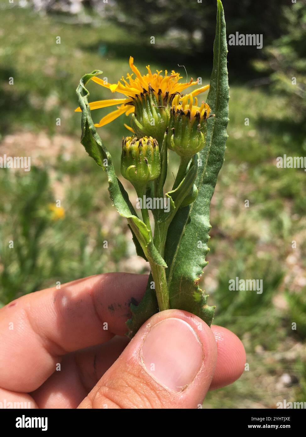 Senecio crassulus hi-res stock photography and images - Alamy