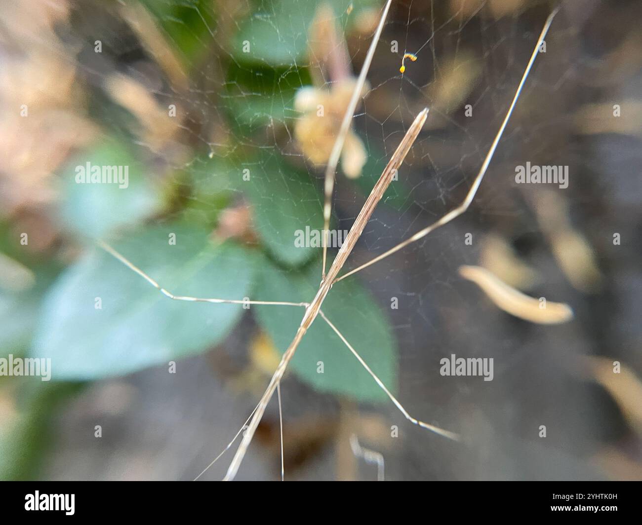 Thread legged bugs hi-res stock photography and images - Alamy