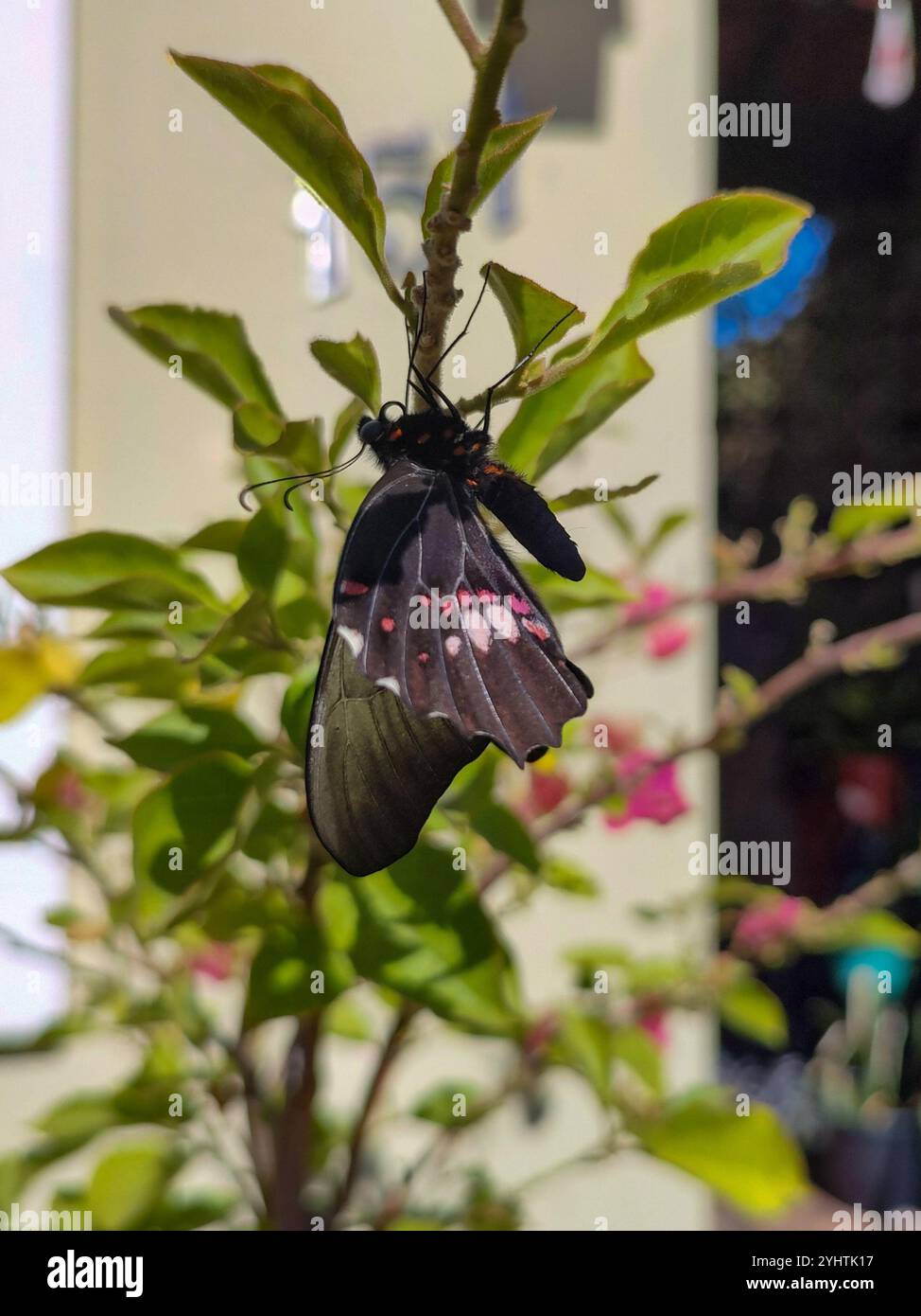 Capys hi-res stock photography and images - Alamy