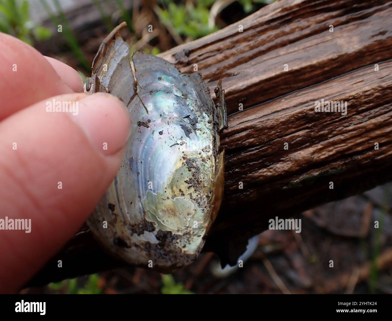 Western Floater (Anodonta kennerlyi Stock Photo - Alamy