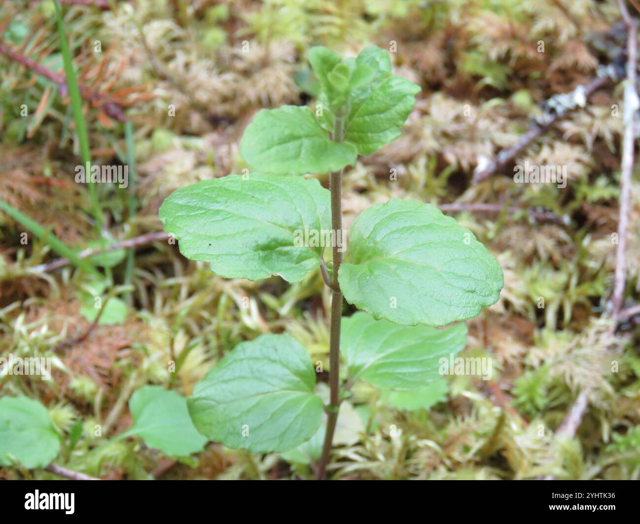 yerba buena (Clinopodium douglasii Stock Photo - Alamy