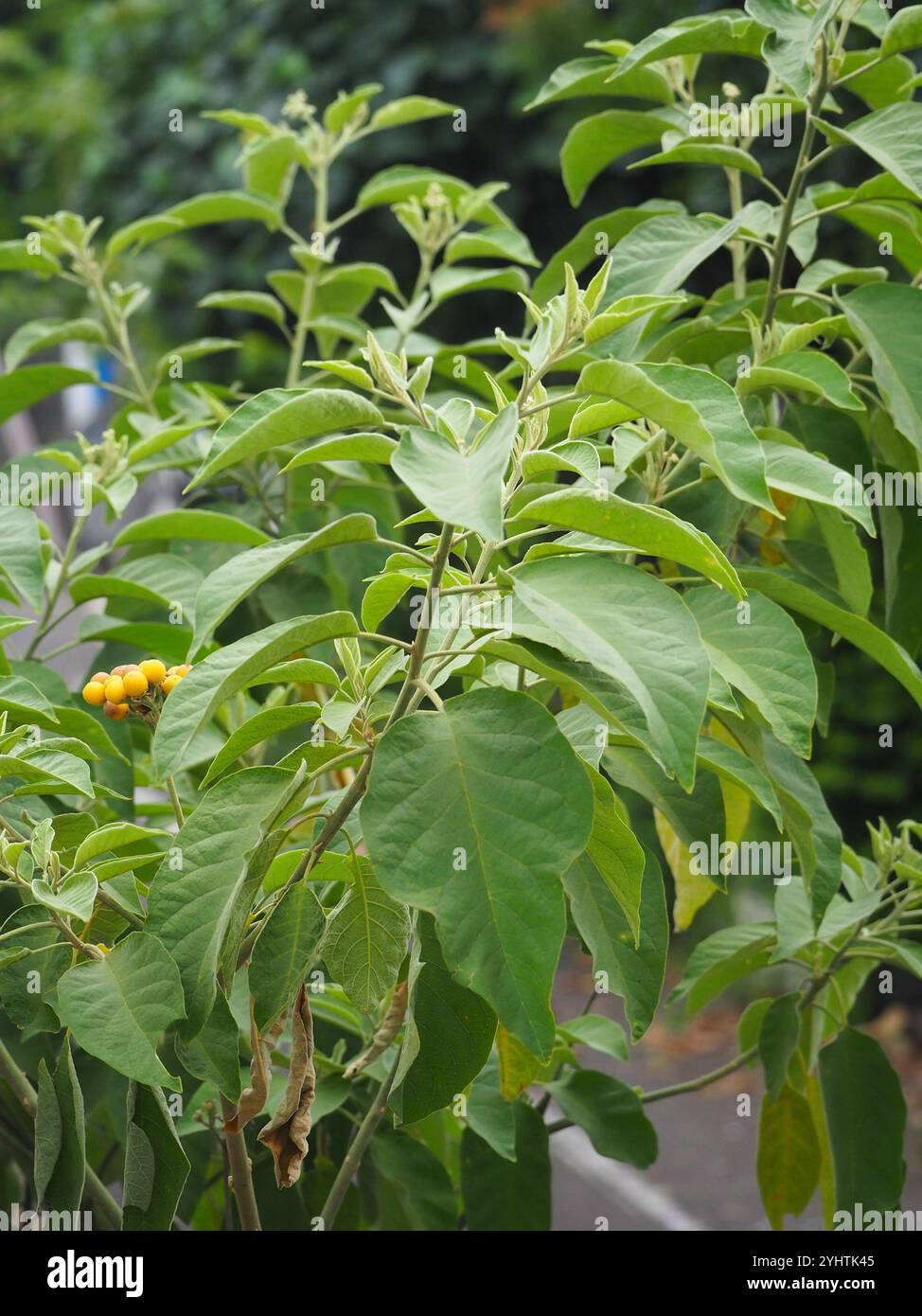 potato tree (Solanum erianthum Stock Photo - Alamy