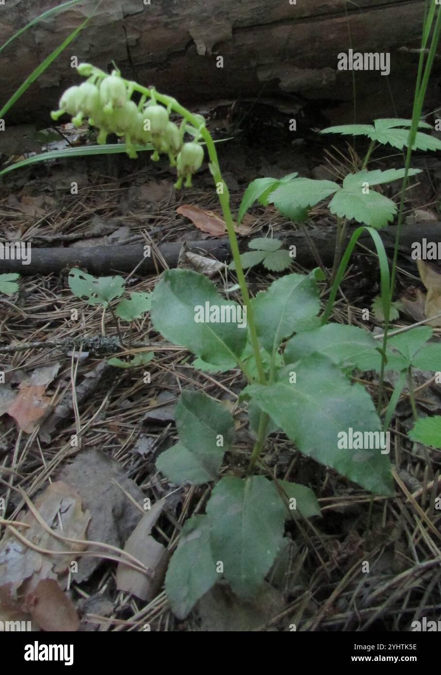 one-sided wintergreen (Orthilia secunda Stock Photo - Alamy