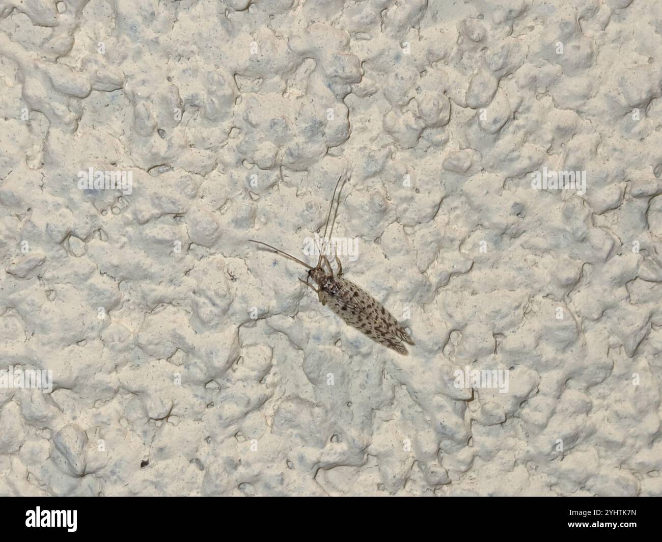 Variegated Brown Lacewing (Micromus variegatus Stock Photo - Alamy