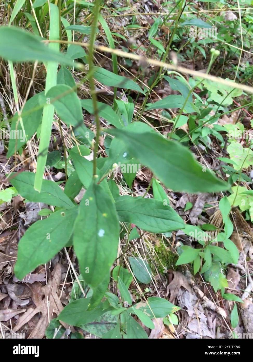 Infirma hi-res stock photography and images - Alamy