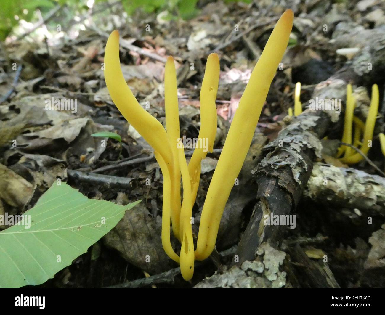 Golden Spindles (Clavulinopsis fusiformis Stock Photo - Alamy