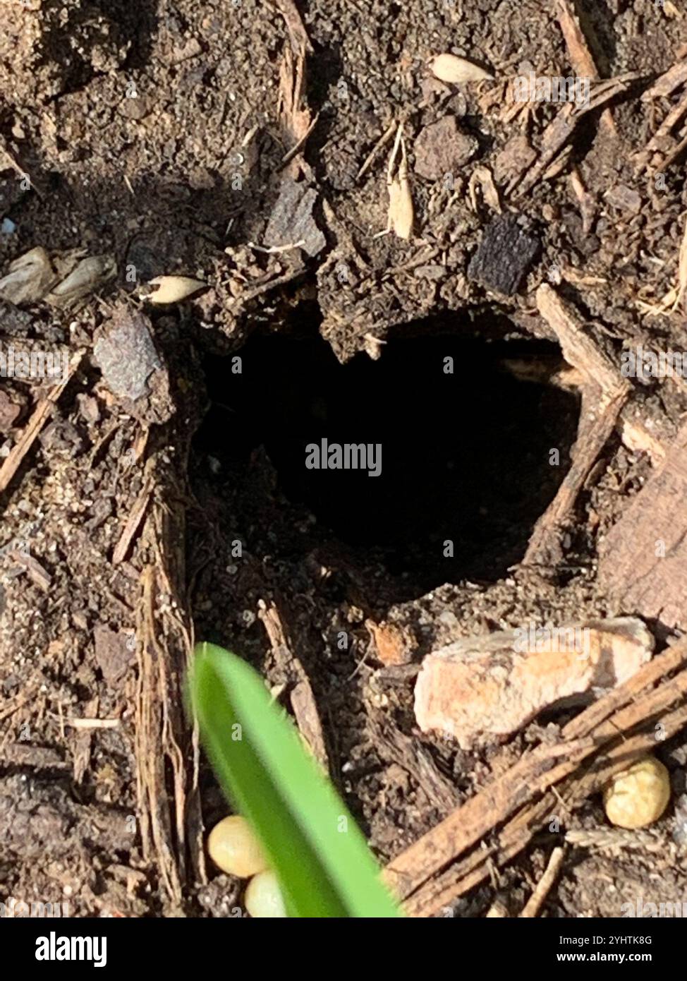 Ants, Bees, Wasps, and Sawflies (Hymenoptera Stock Photo - Alamy