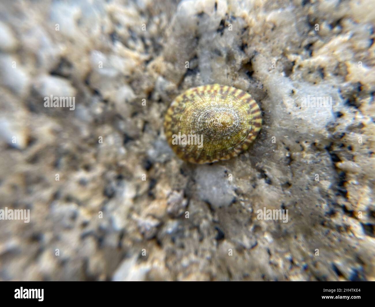 True Limpets (Patellogastropoda Stock Photo - Alamy