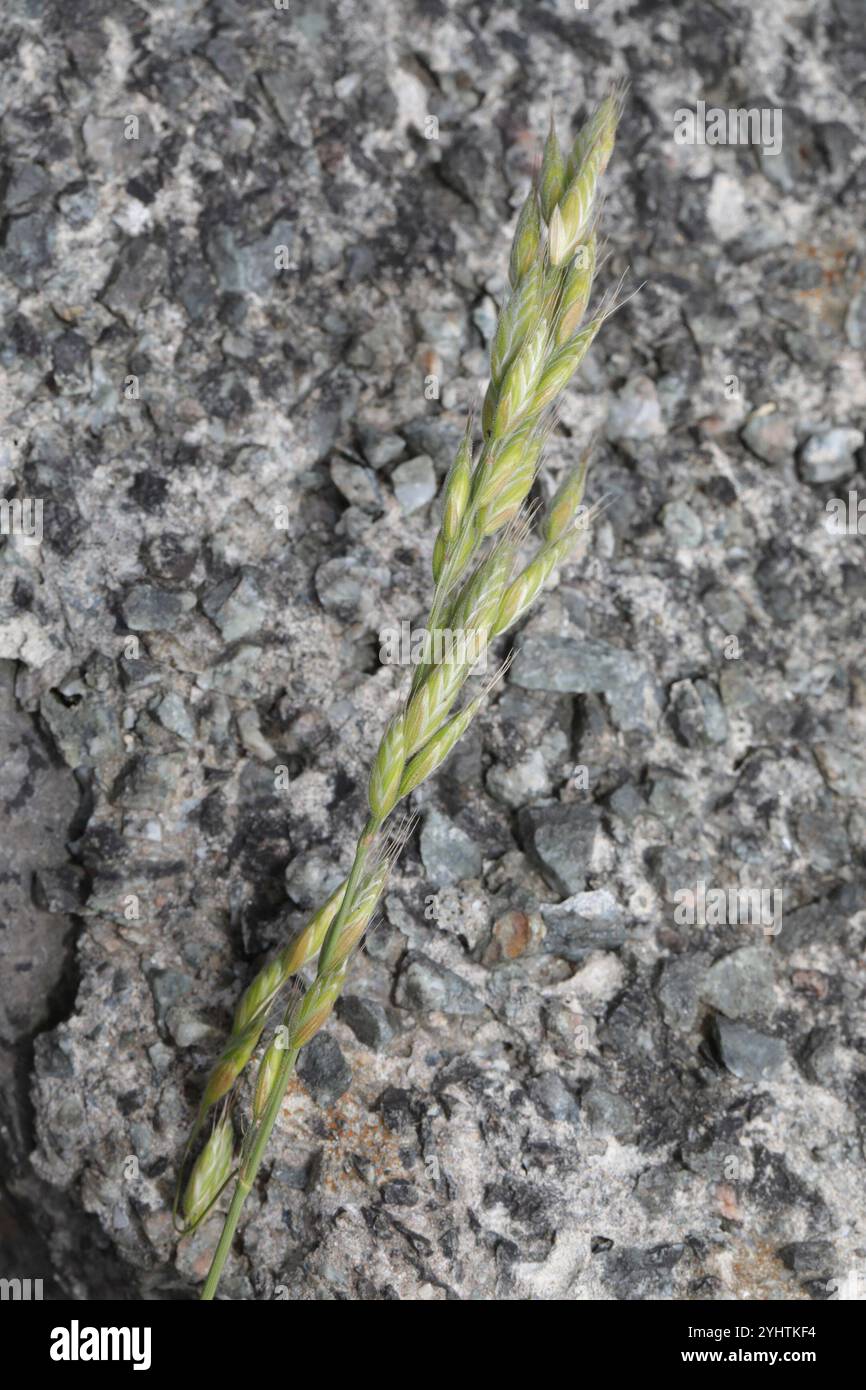 Common soft brome hi-res stock photography and images - Alamy