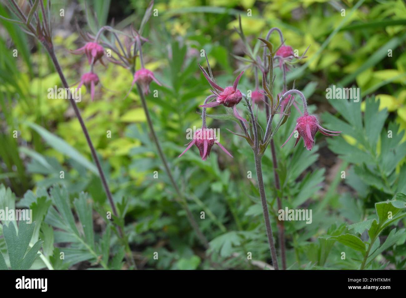 prairie smoke (Geum triflorum Stock Photo - Alamy