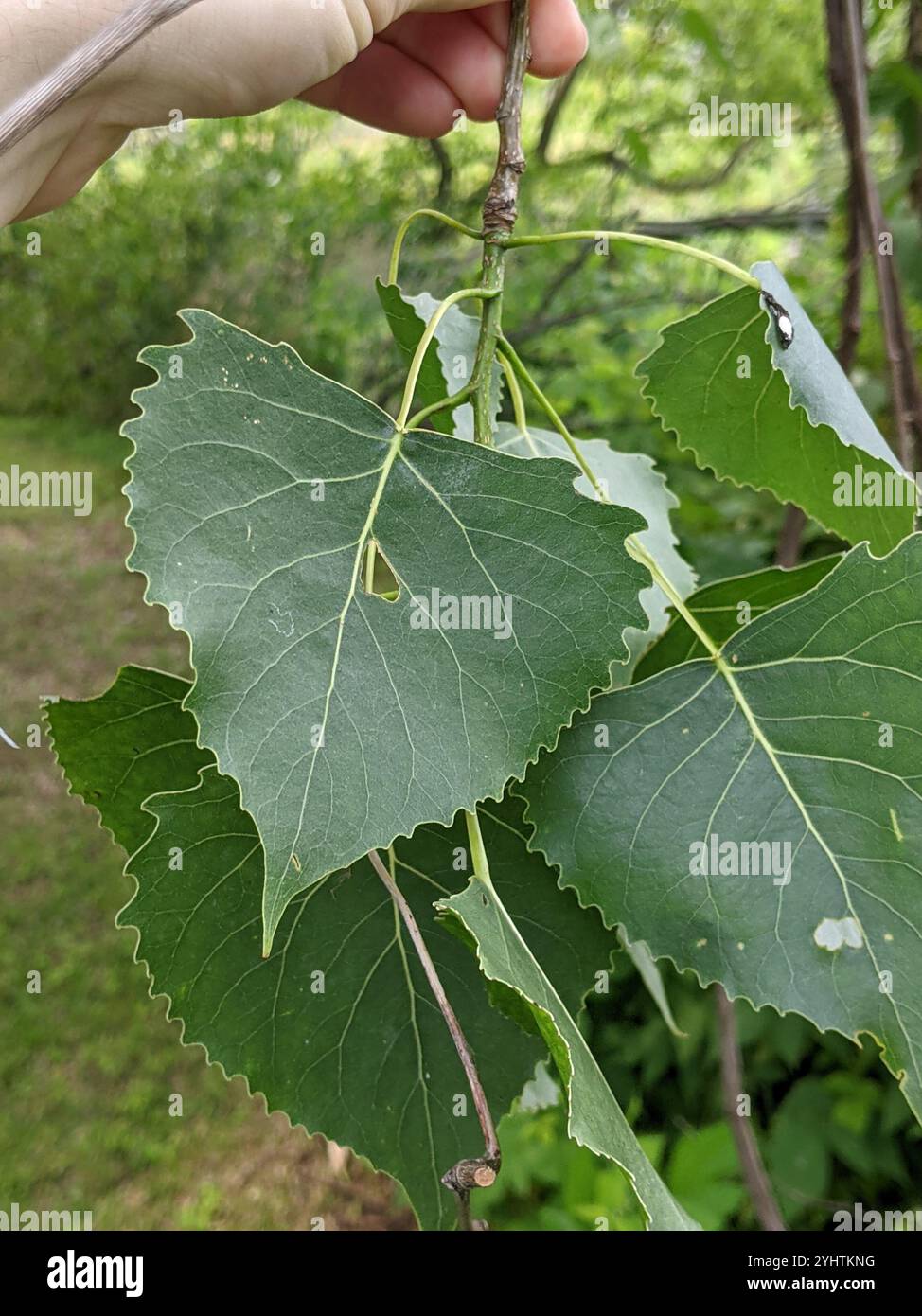 Eastern Cottonwood (Populus deltoides Stock Photo - Alamy