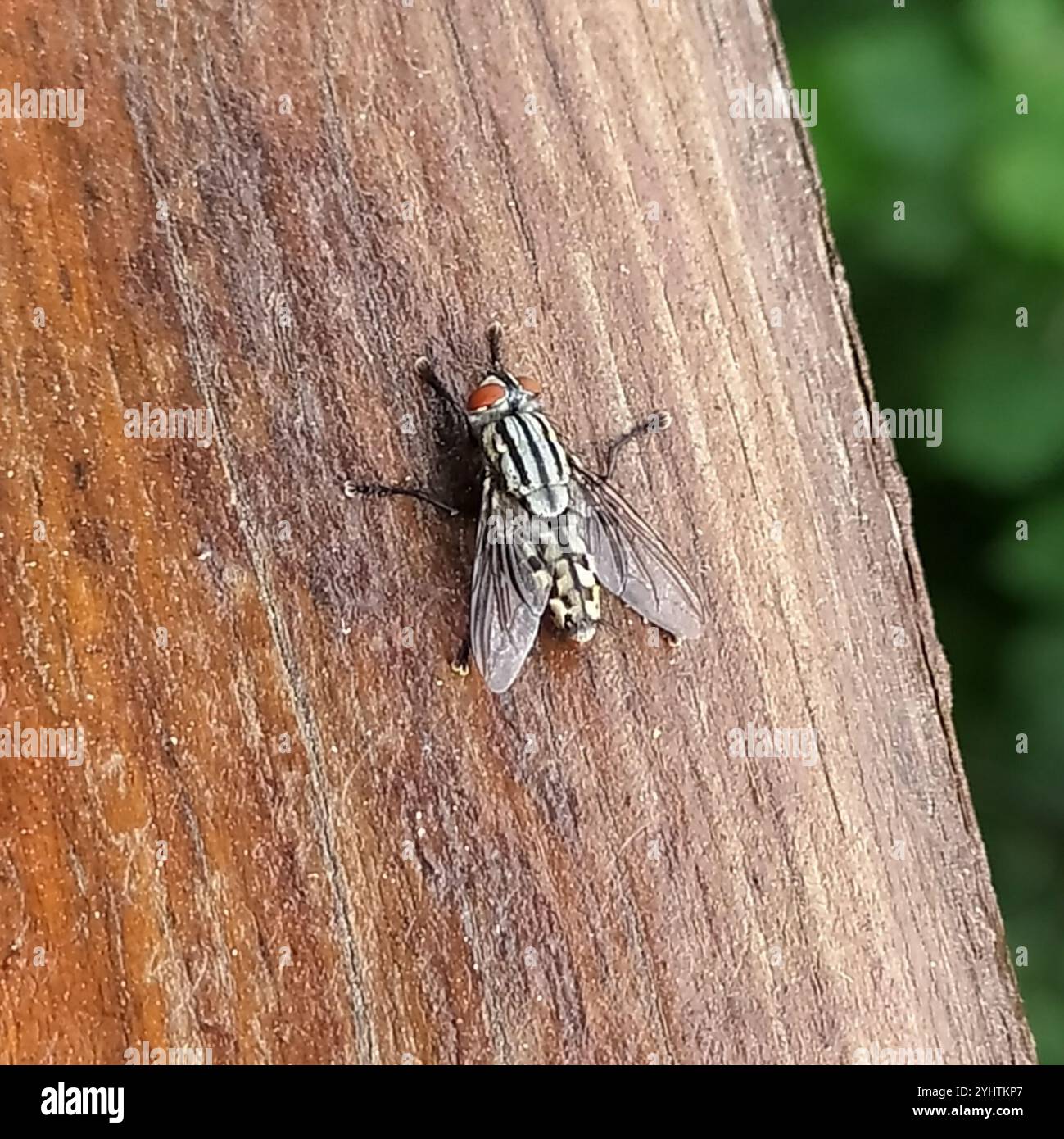 Common Flesh Flies (Sarcophaga Stock Photo - Alamy