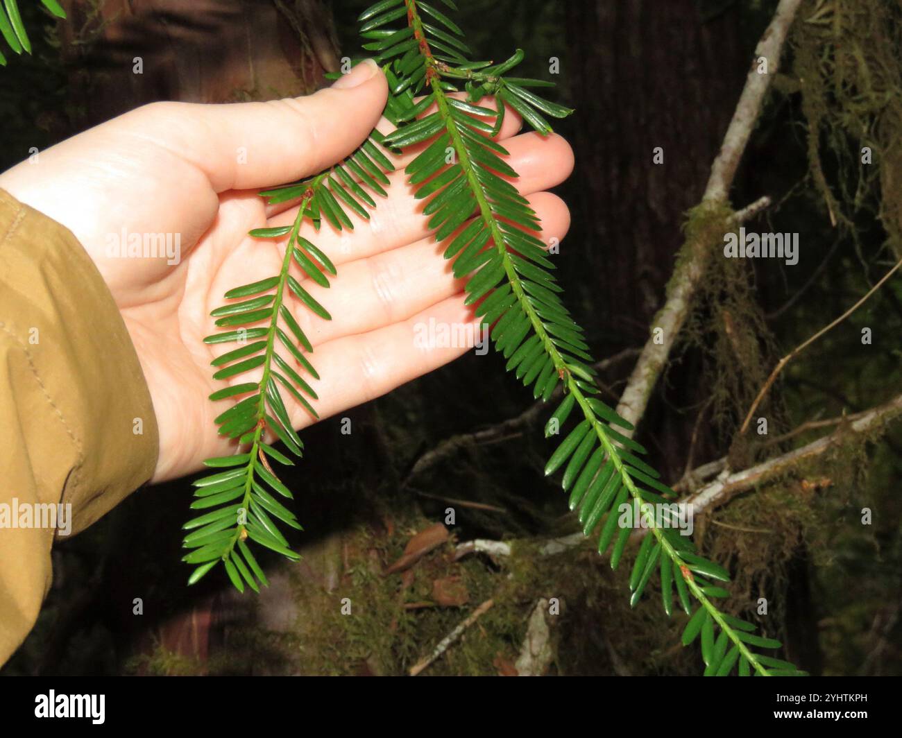Pacific yew (Taxus brevifolia Stock Photo - Alamy