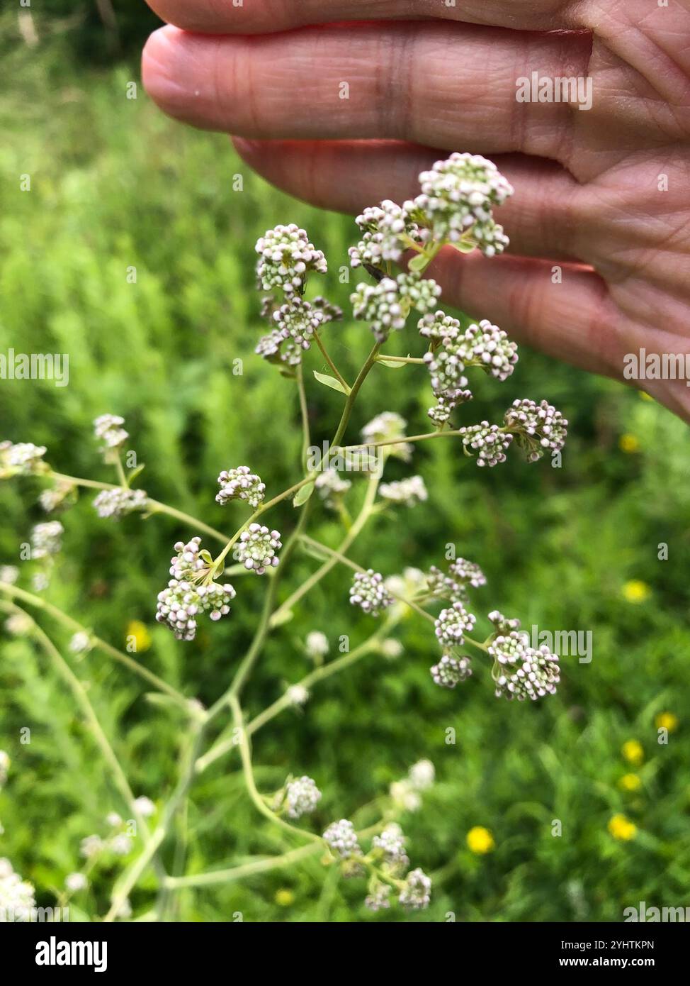 broadleaved pepperweed (Lepidium latifolium Stock Photo - Alamy
