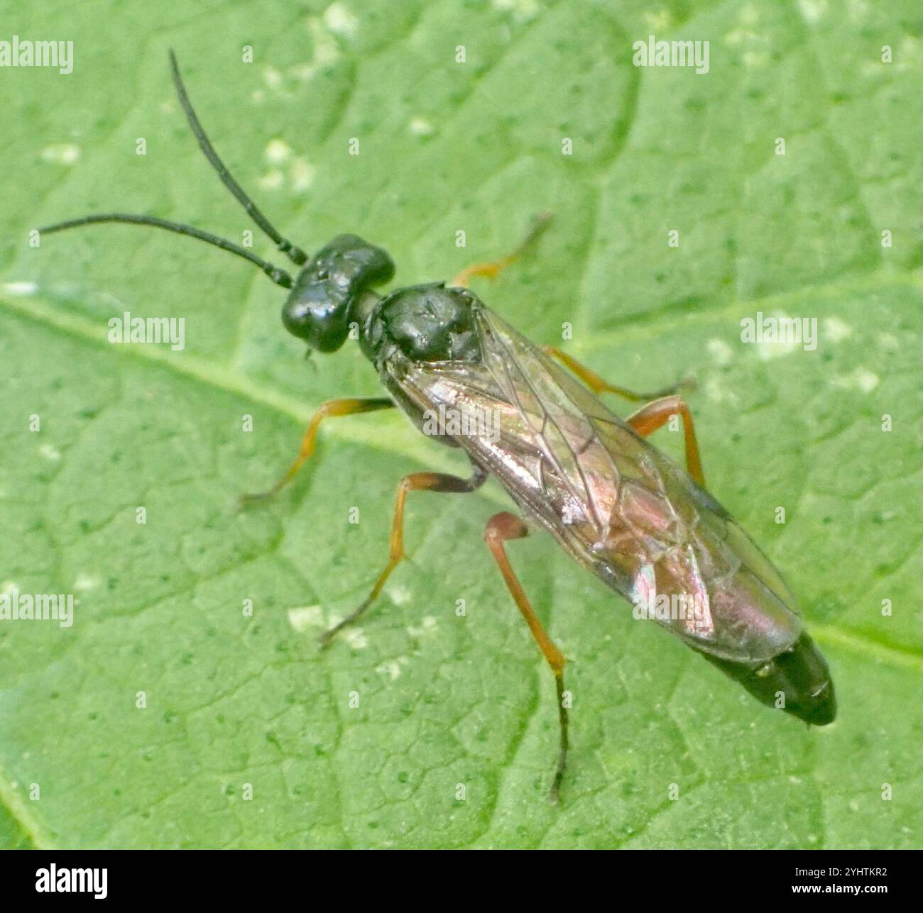 Calceatus hi-res stock photography and images - Alamy